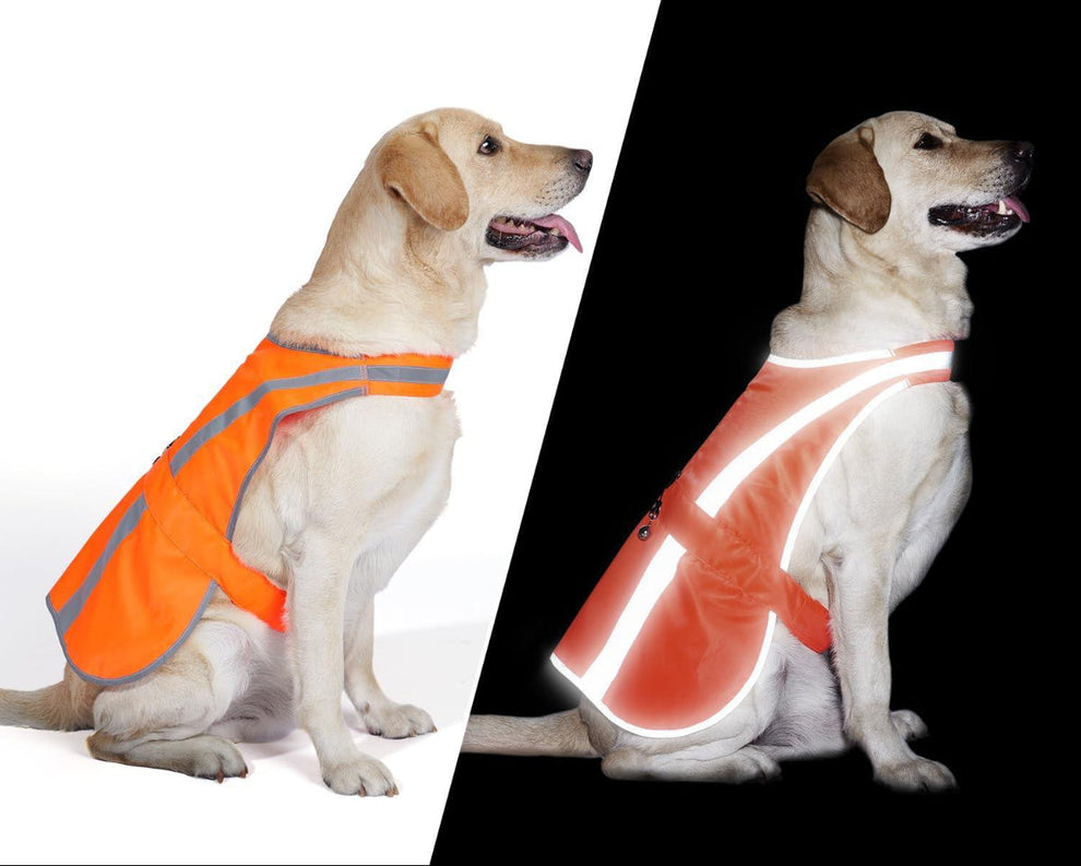 Ring Bell Blaze Orange High Visibility Dog Vest – DNALLRINO